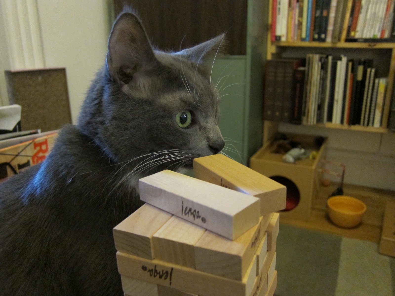 Sunday Snapshot: Jenga Cat | Red-Handled Scissors
