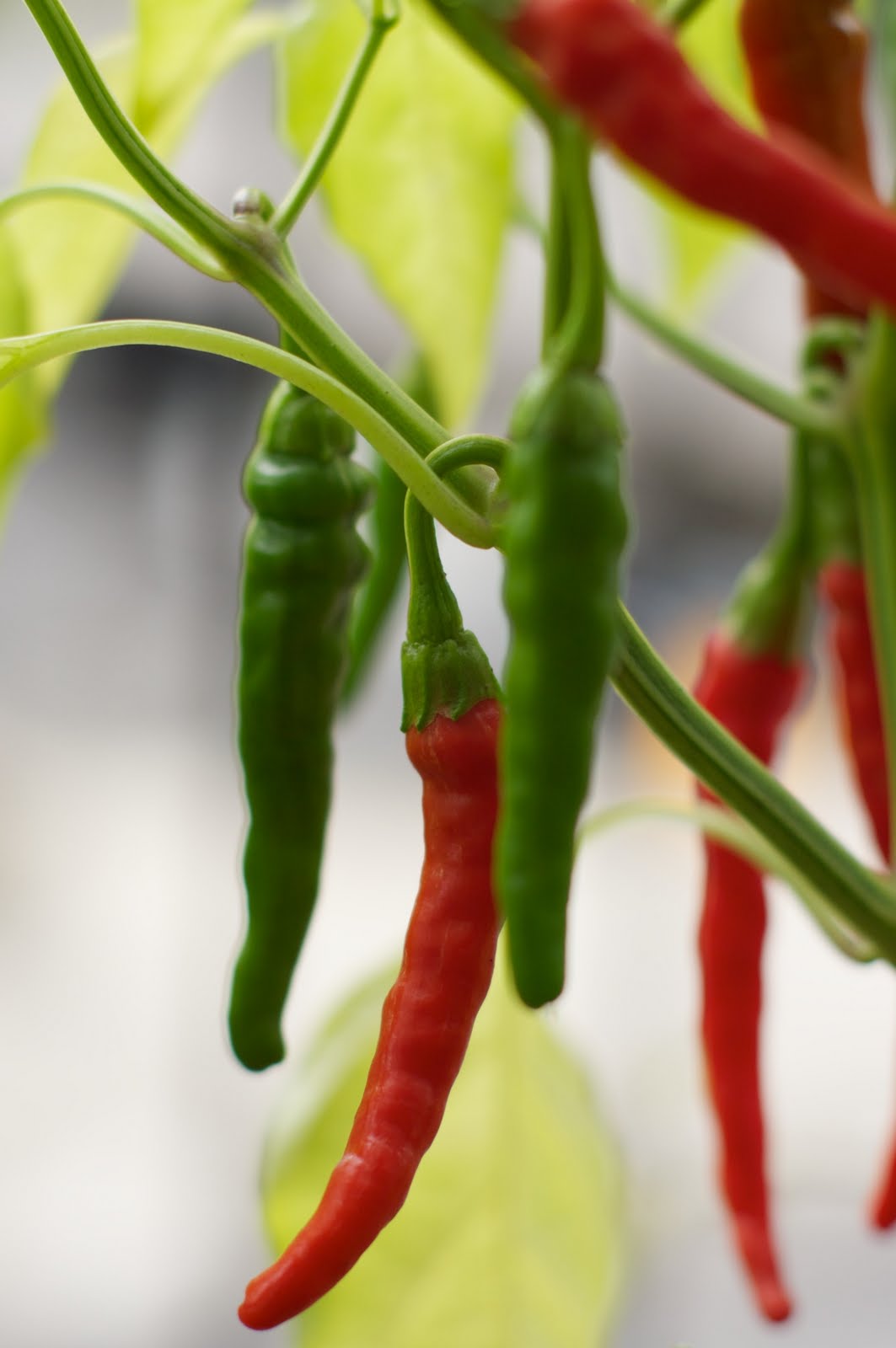 Sunday Snapshot: Hot Peppers | Red-Handled Scissors