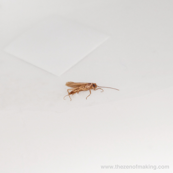 Clothes Moths: How to Save Your Yarn Stash, Fabric, Wardrobe, and ...